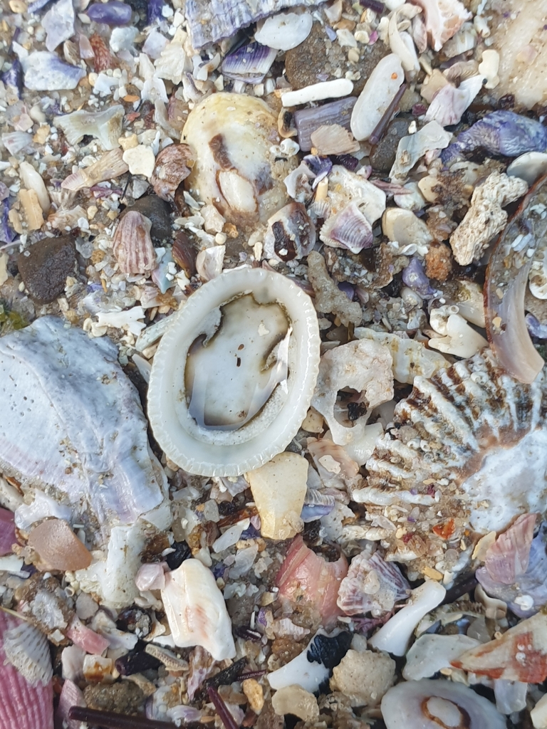Cap-shaped False Limpet from Kurnell NSW 2231, Australia on March 15 ...