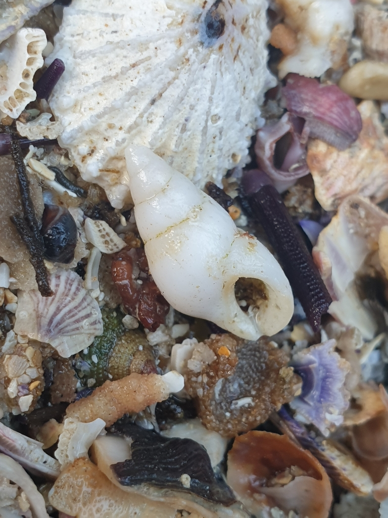 yellow-coated clusterwink from Kurnell NSW 2231, Australia on March 15 ...