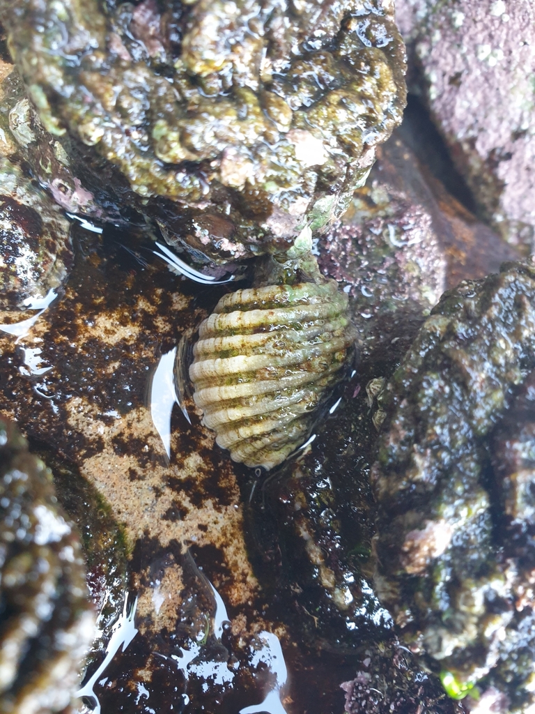 Cart-Rut Shell from Kurnell NSW 2231, Australia on March 15, 2024 at 05 ...