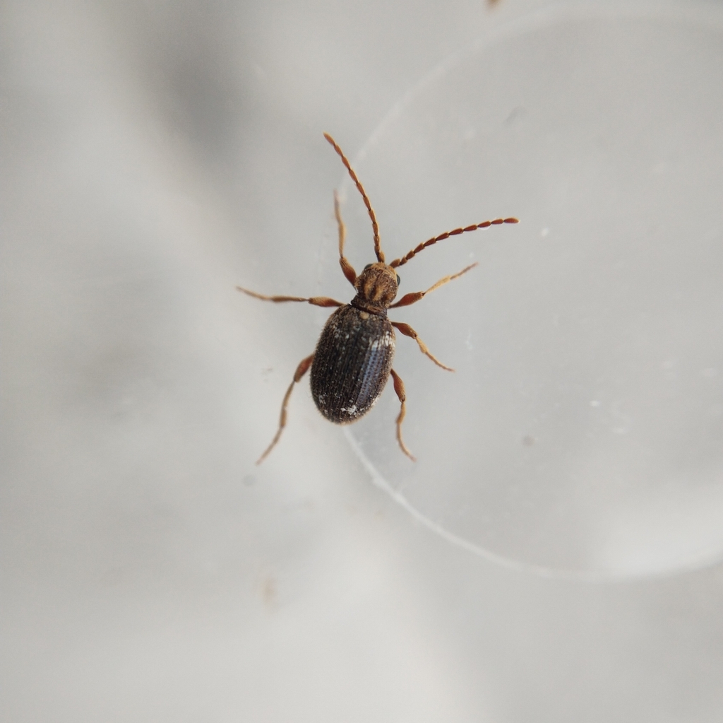 White-marked Spider-beetle from Kosanin dolMladost, Pancharevo ...