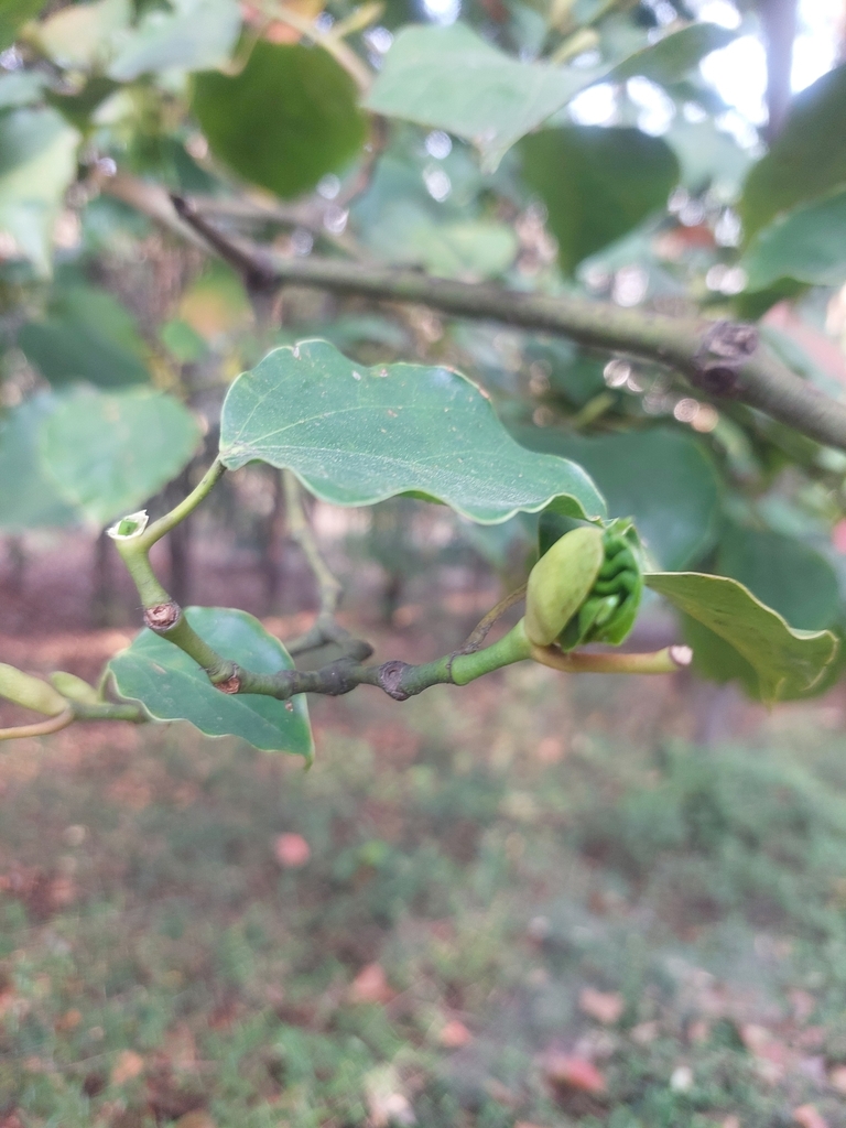 Exbucklandia populnea from Kunming on March 15, 2024 at 05:34 PM by ...