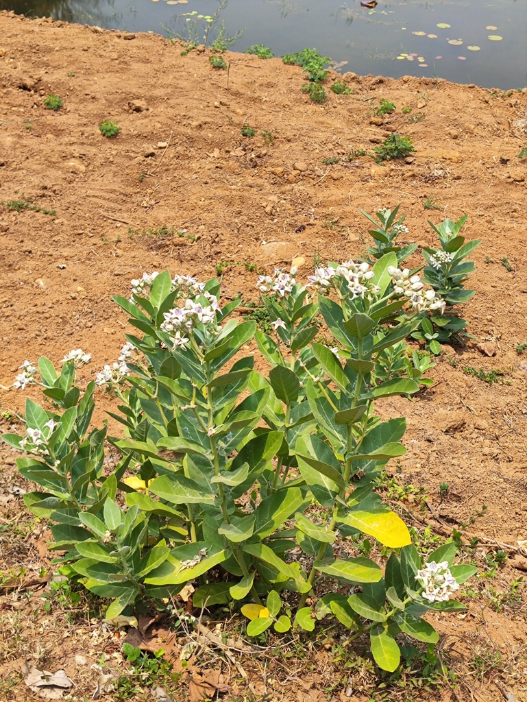 crown flower from J62R+95J, near Poomala Dam, Killannur, Kerala 680581 ...