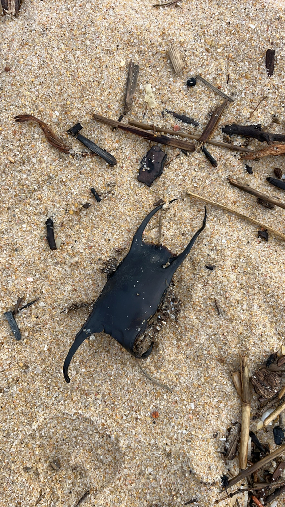 Undulate Skate in March 2024 by Sílvia Ferreira · iNaturalist