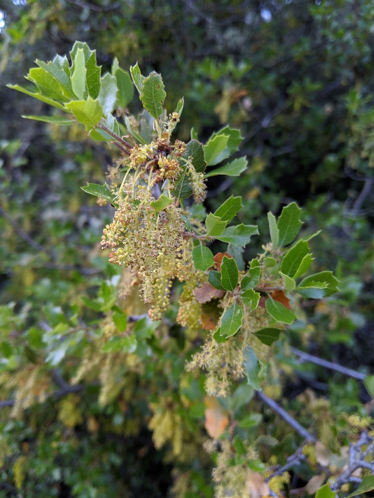 California scrub oak in April 2019 by Kim Wagner · iNaturalist