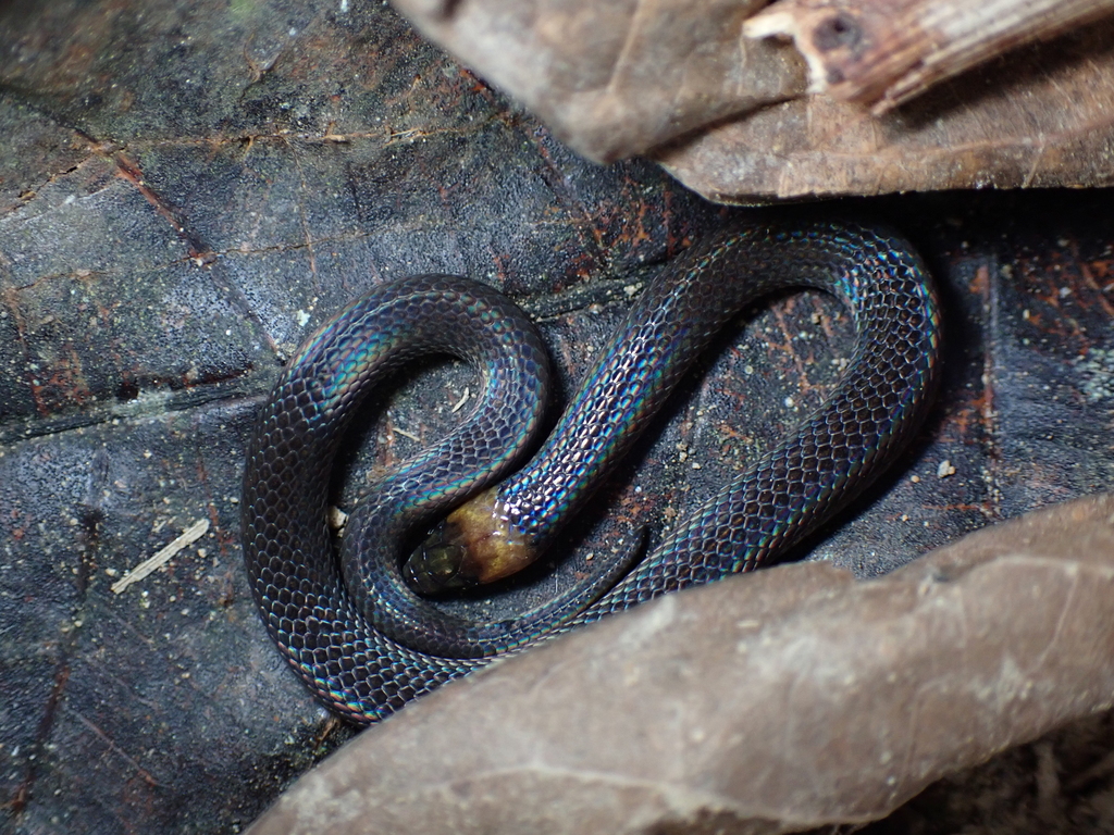 Latin American Earth Snakes in February 2024 by Jaro Schacht · iNaturalist