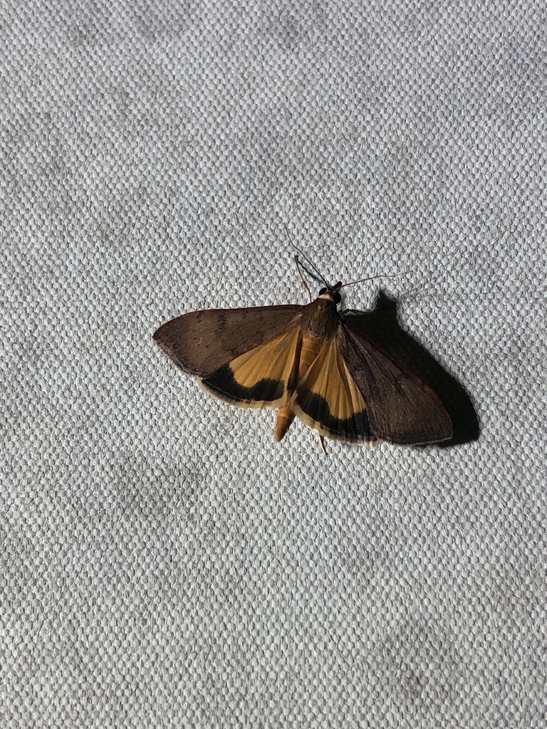 Tree Lucerne Moth from Vale St, Skye, SA, AU on March 15, 2024 at 08:44 ...