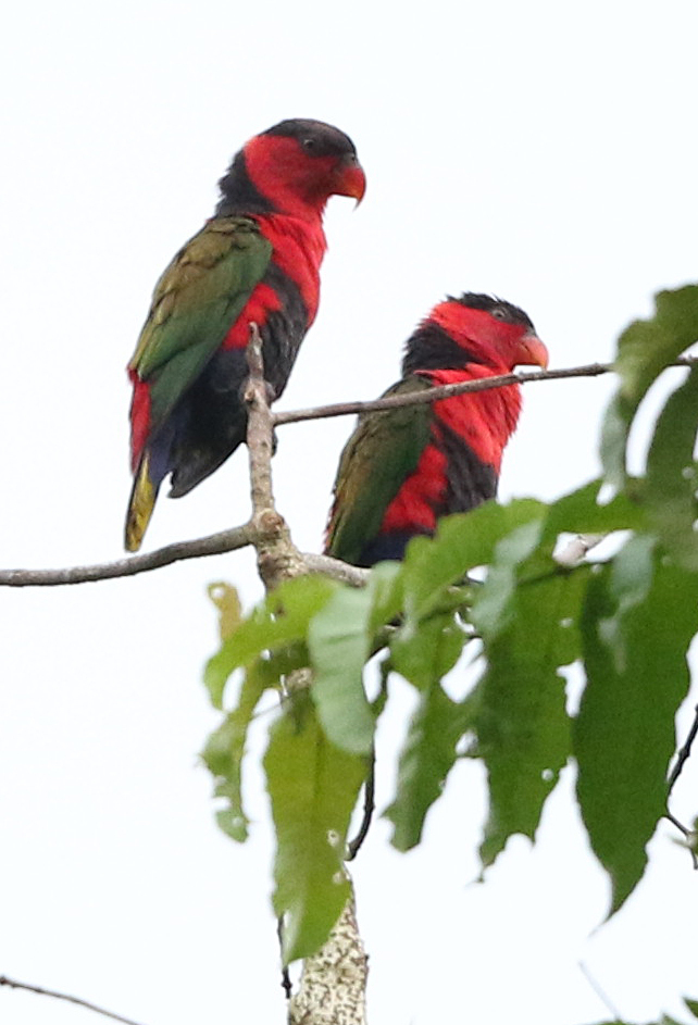 Black-capped Lory from Keerom Regency, Papua, Indonesia on July 27 ...