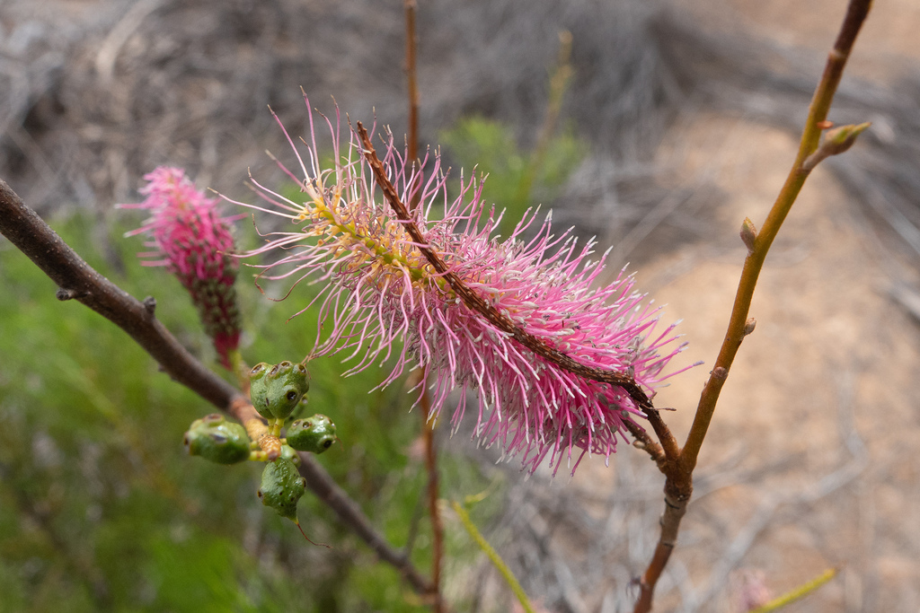 Pink Pokers from Pithara WA 6608, Australia on October 21, 2023 at 09: ...