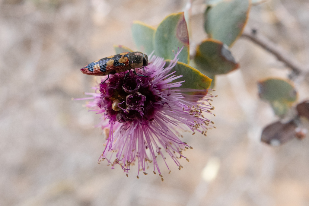 Castiarina pallidiventris from Pithara WA 6608, Australia on October 21 ...