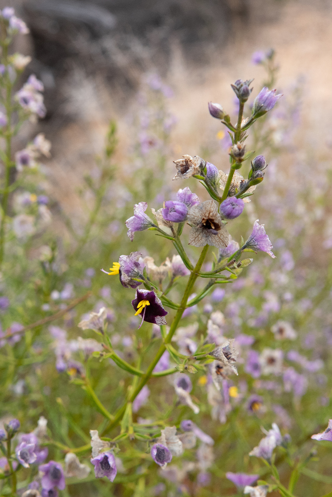 Cyanostegia from Pithara WA 6608, Australia on October 21, 2023 at 09: ...