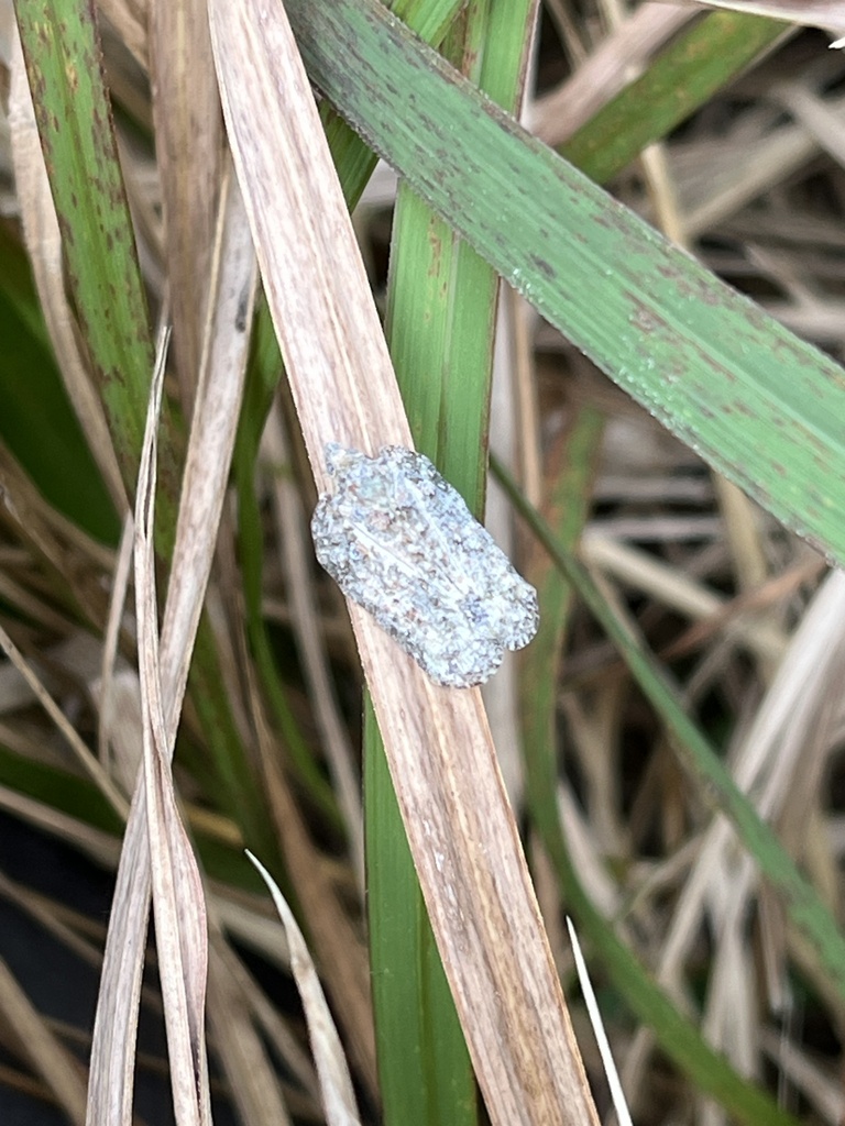 Atracis mucida in March 2024 by Nakatada Wachi · iNaturalist