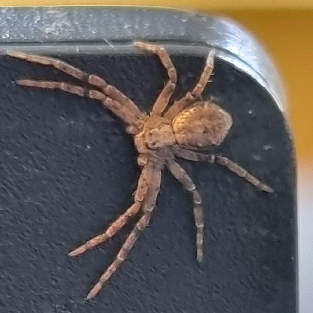 Turf Running Spider from Ørsted, 8950 Ørsted, Danmark on March 15, 2024 ...