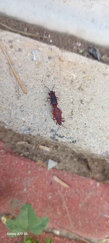 Redtrim Bug from 7WRV+RQ6, Rabia, Kuwait on March 15, 2024 at 01:55 PM ...