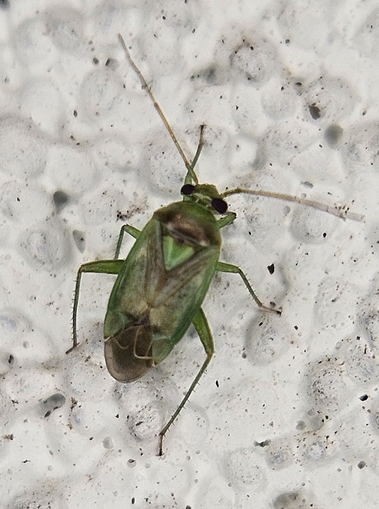 Broken-backed Bug in March 2024 by whittie · iNaturalist