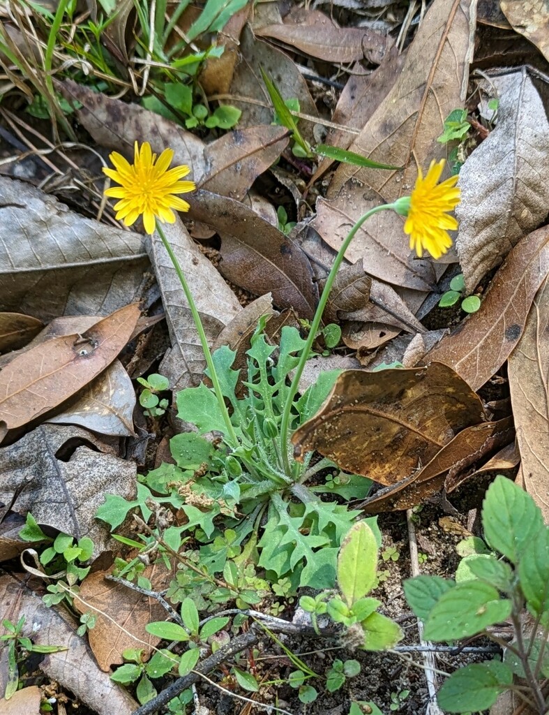 Dwarf dandelions from Alachua County, FL, USA on March 14, 2024 at 11: ...
