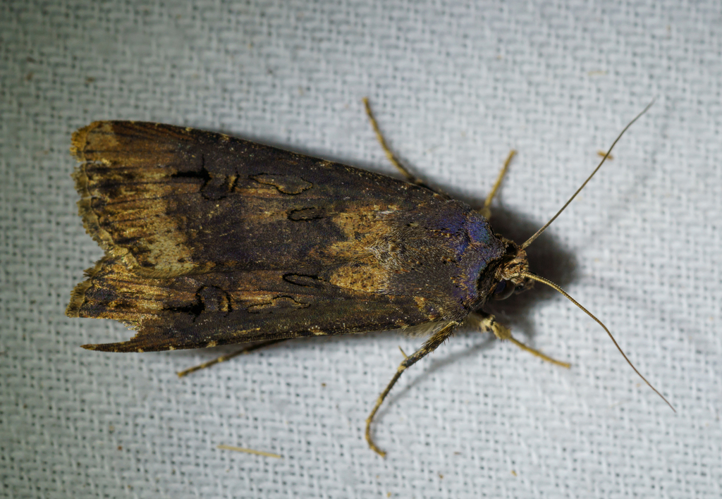 Ipsilon Dart Moth in March 2024 by Jacob Crisp · iNaturalist