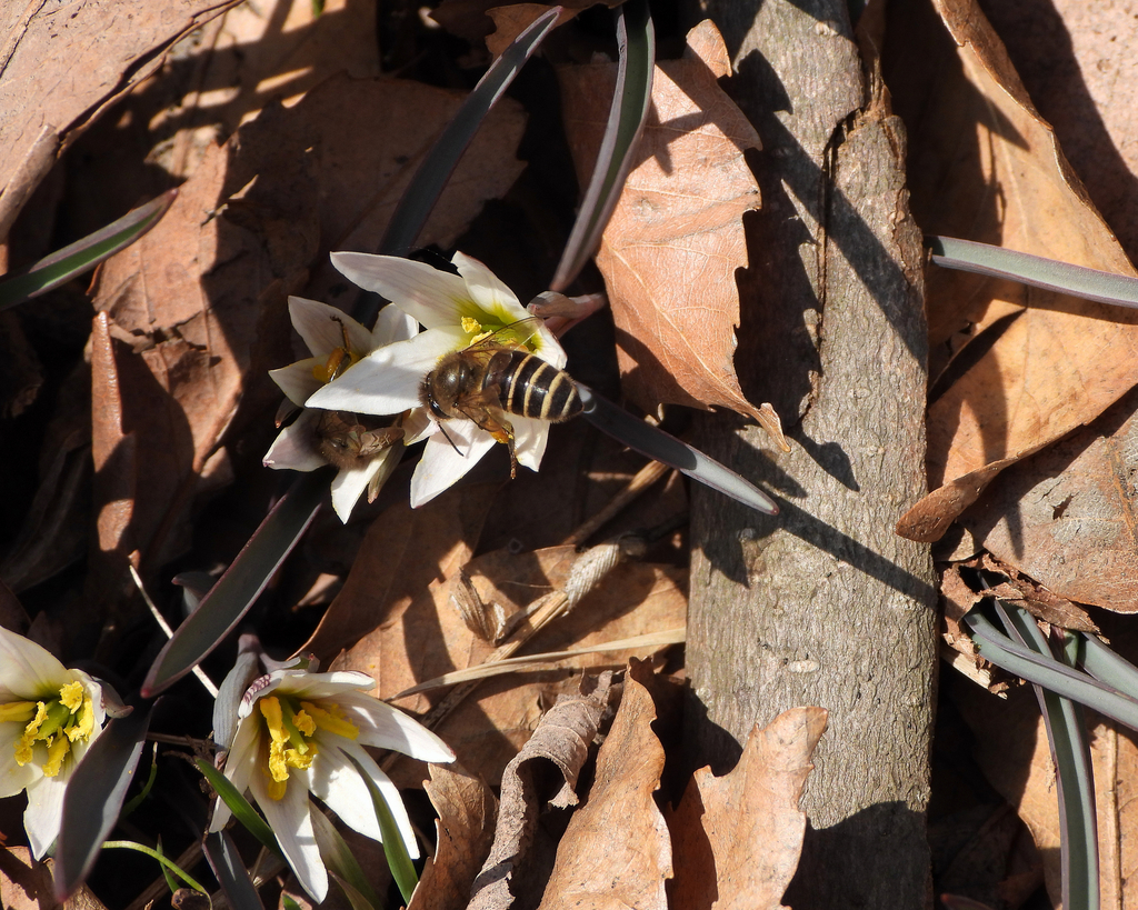 Asian Honey Bee from Shinan District, Qingdao, Shandong, China on March ...