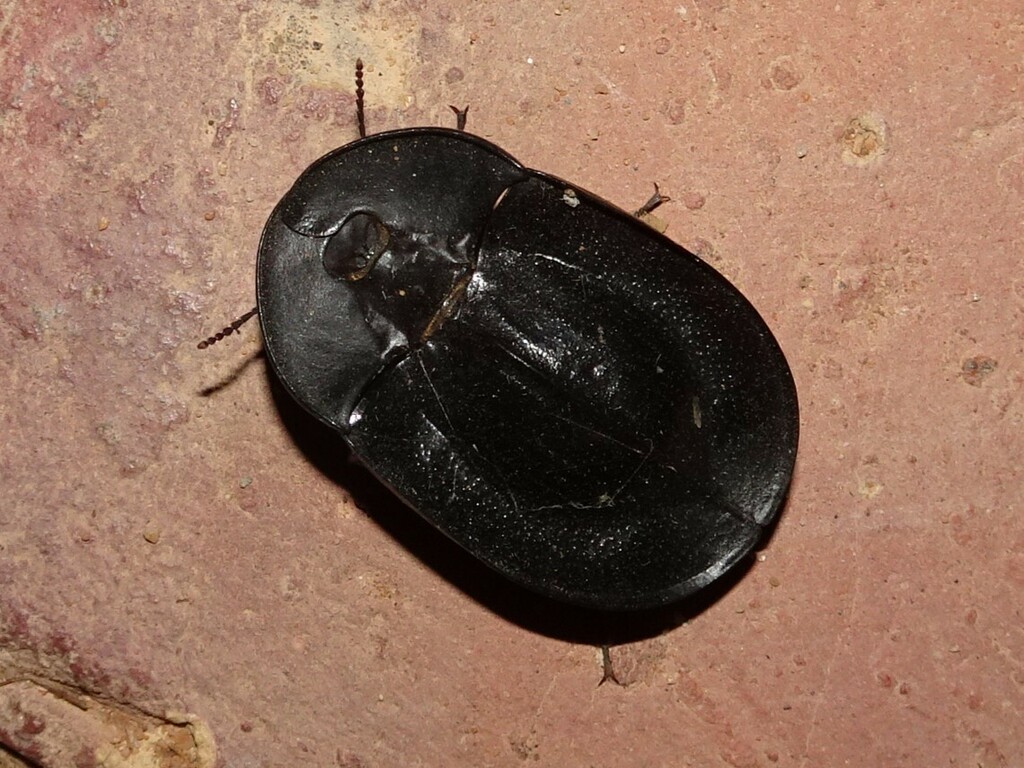 Pie-dish Beetles from Colignan VIC 3494, Australia on March 15, 2024 at ...