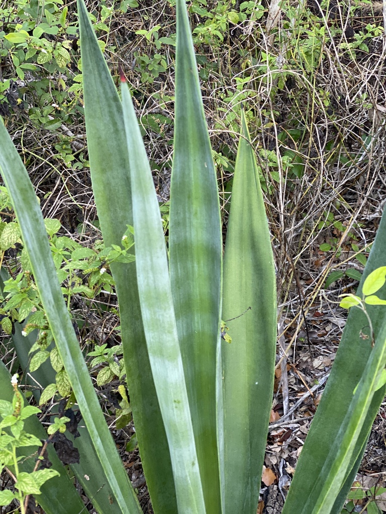 sisal from J. N. Ding Darling National Wildlife Refuge, Sanibel, FL, US ...