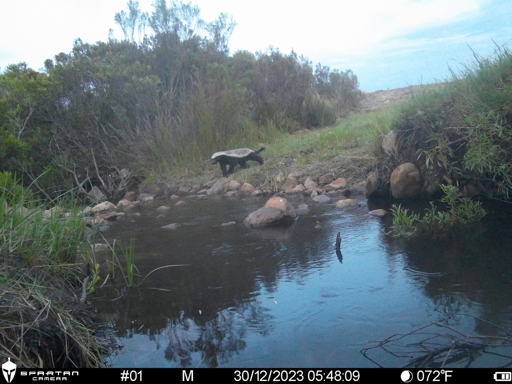 Cape Ratel from Cape Winelands District Municipality, South Africa on ...