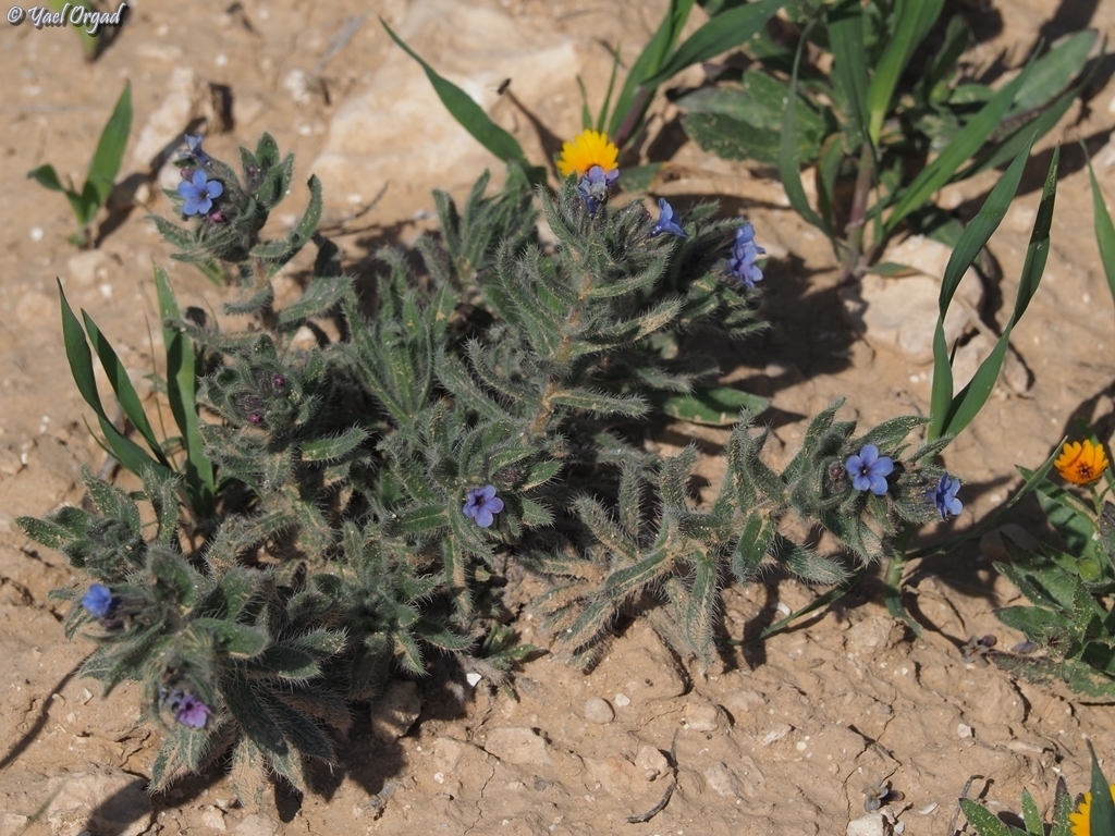 strigose alkanet from Be'er Sheva, Israel on February 21, 2024 at 01:13 ...