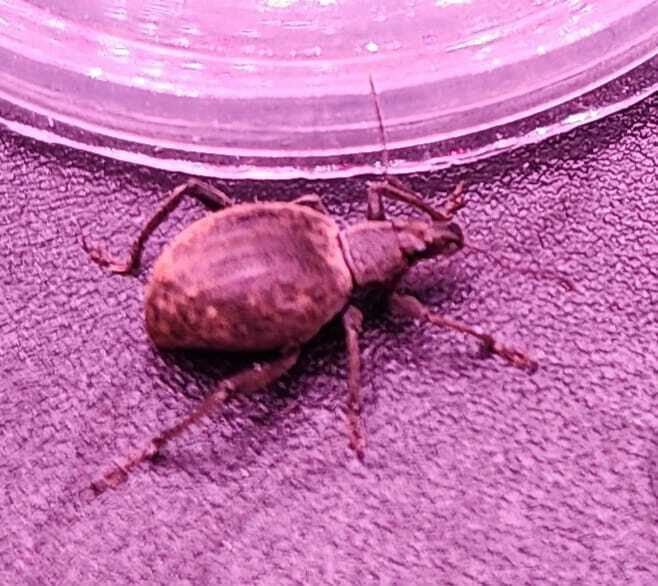 Systates omanicus from The Villa - Dubai - United Arab Emirates on ...