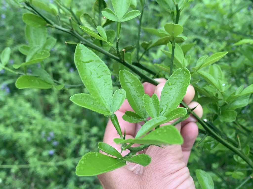 trifoliate orange in March 2024 by Shannon @DirtNKids. Will be culled ...