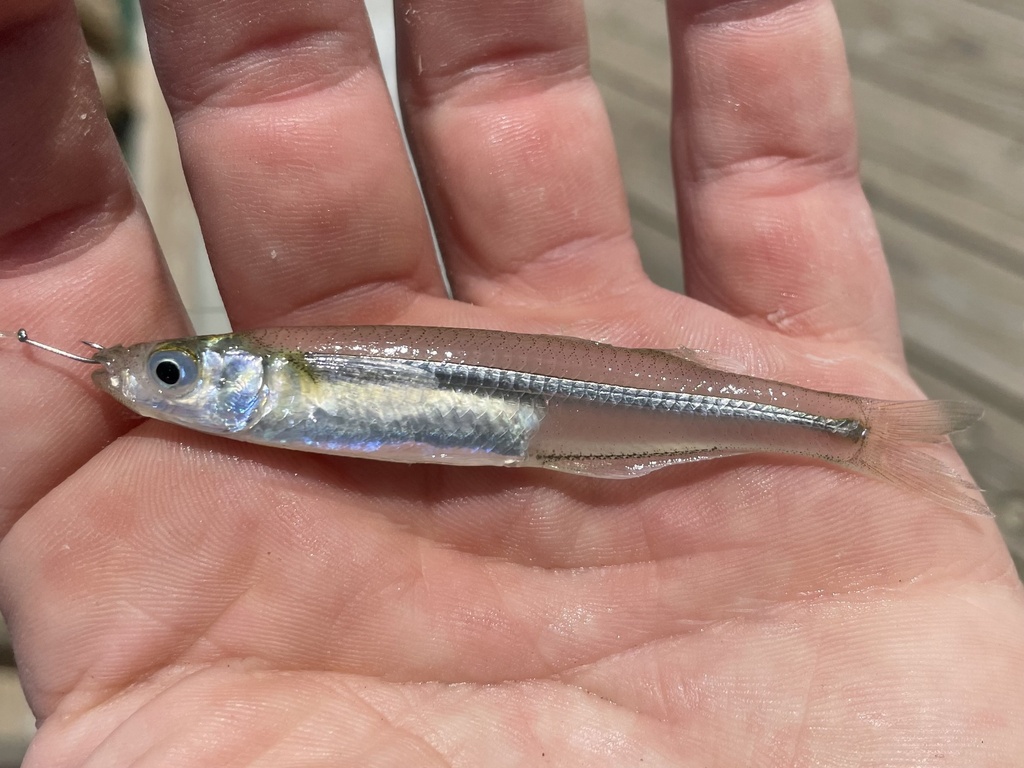 Atlantic Silverside from North Atlantic Ocean, SC, US on March 14, 2024 ...