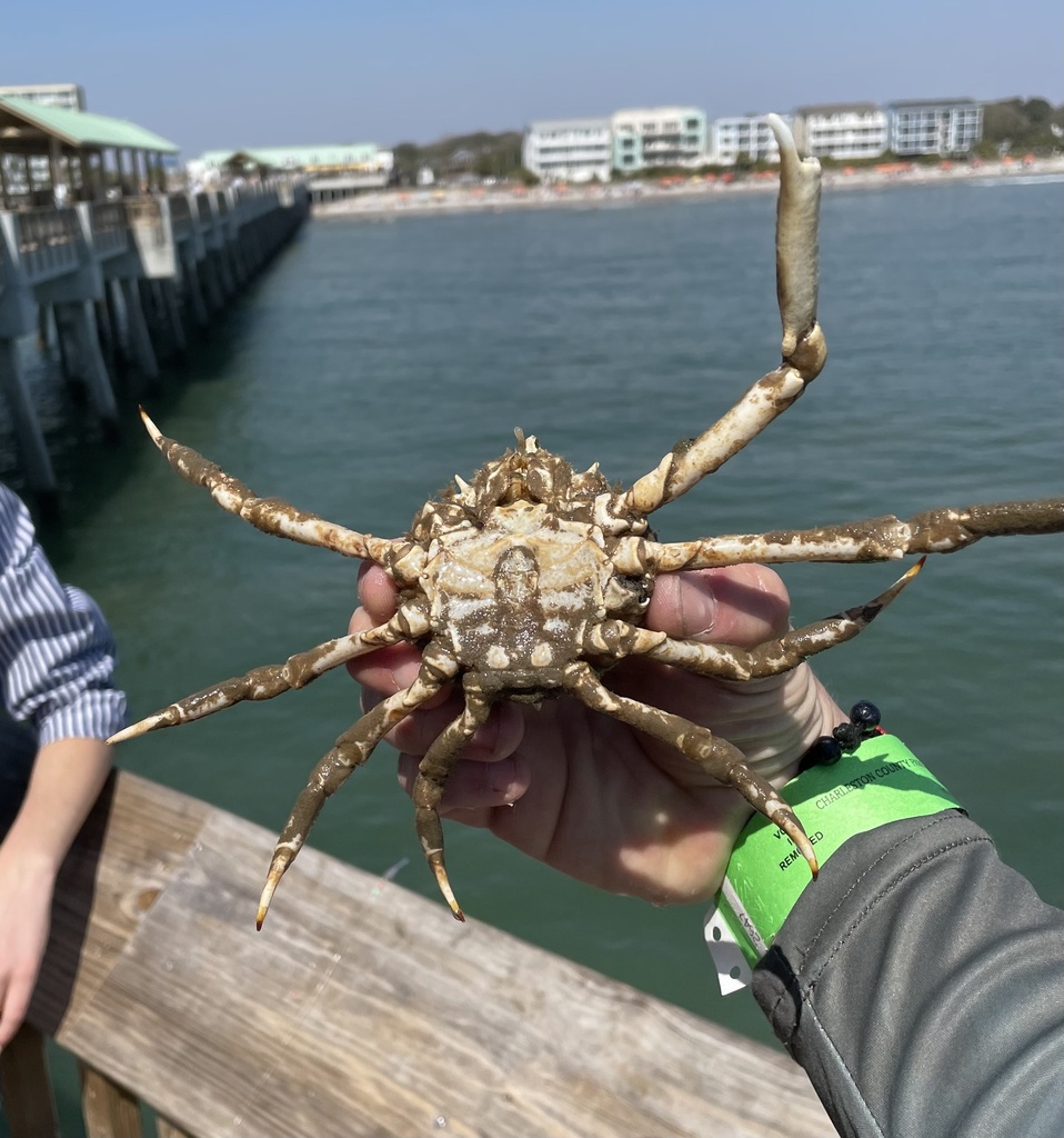 Portly Spider Crab from Folly Island, SC, US on March 14, 2024 at 01:02 ...