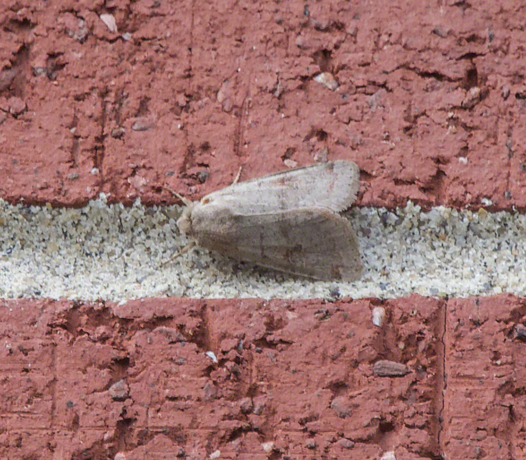 Gray Quaker from Goochland County, VA, USA on March 15, 2024 at 09:29 ...