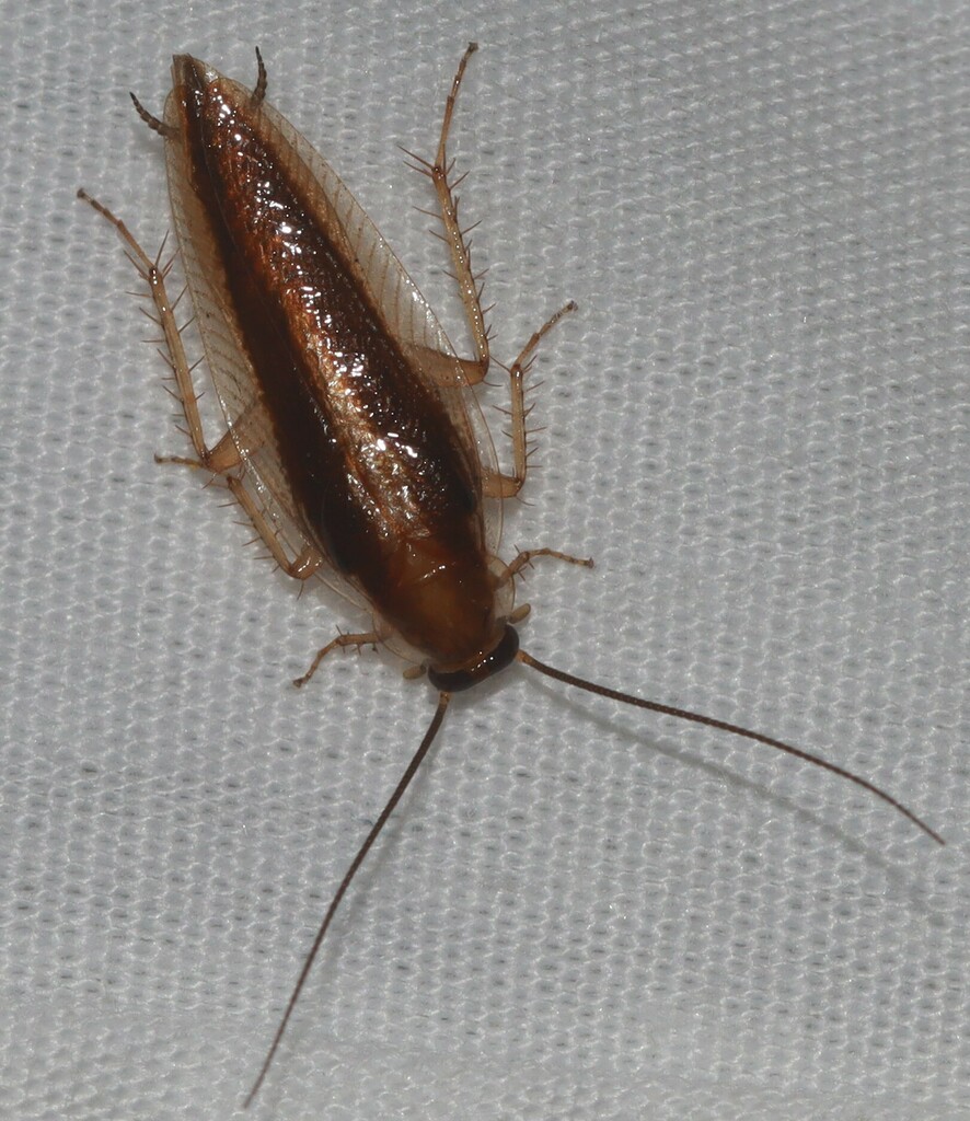 Giant and Wood Cockroaches from Geelong VIC, Australia on February 3 ...