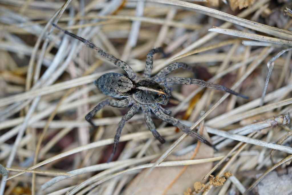 Georgia Wolf Spider from South Baton Rouge, Baton Rouge, LA, USA on ...
