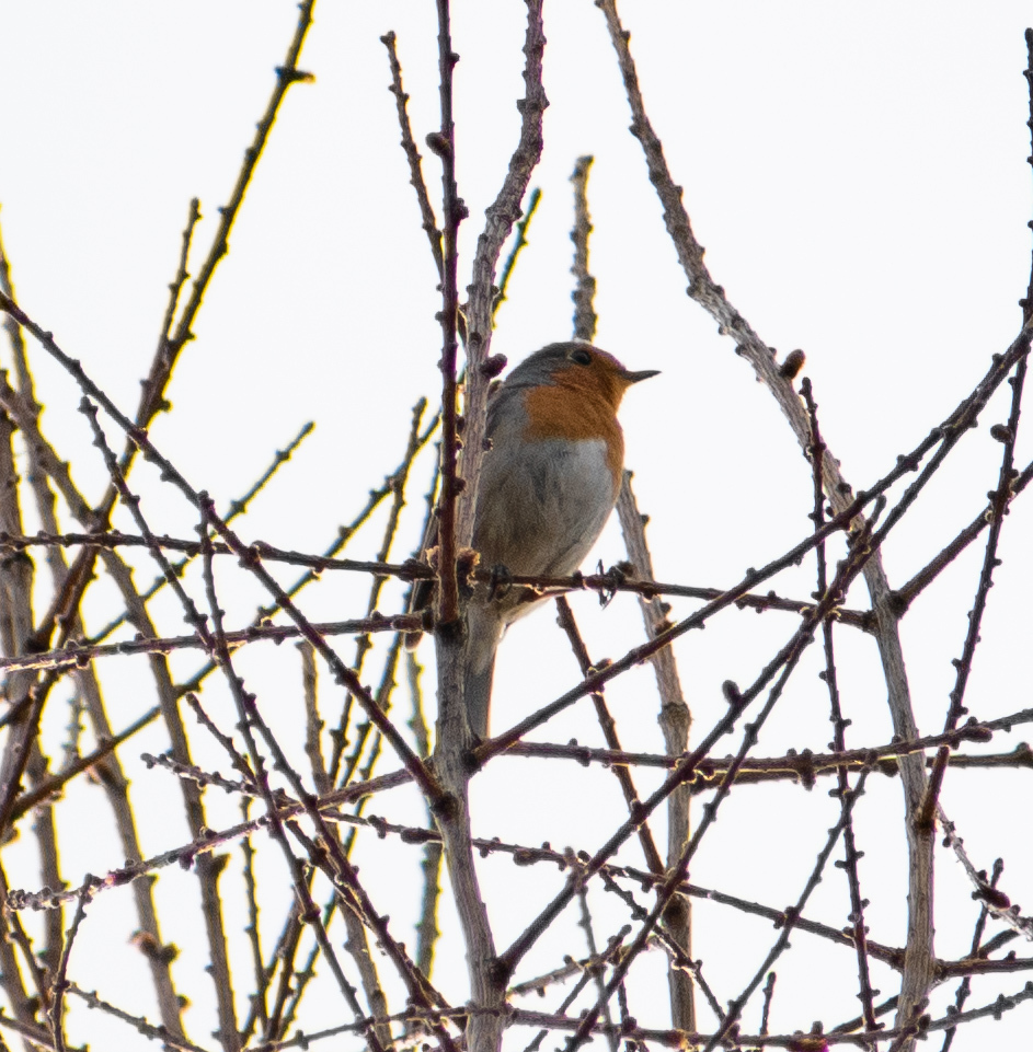 European Robin from Łódź East County, Poland on March 14, 2024 at 02:56 ...