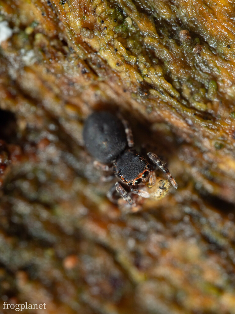 Jumping Spiders from Nihotupu, Auckland 0604 ニュージーランド on February 25 ...