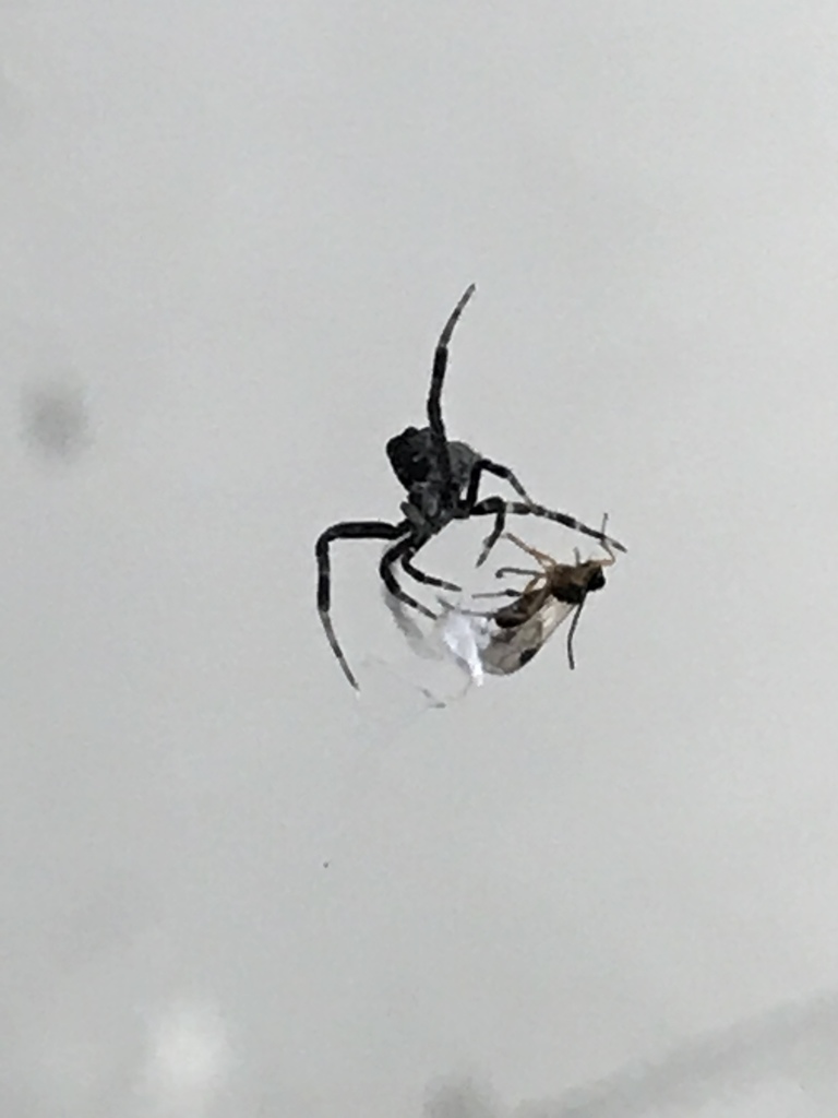 Social House Spider from 166A Hackthorne Road, Cashmere, Canterbury, NZ ...