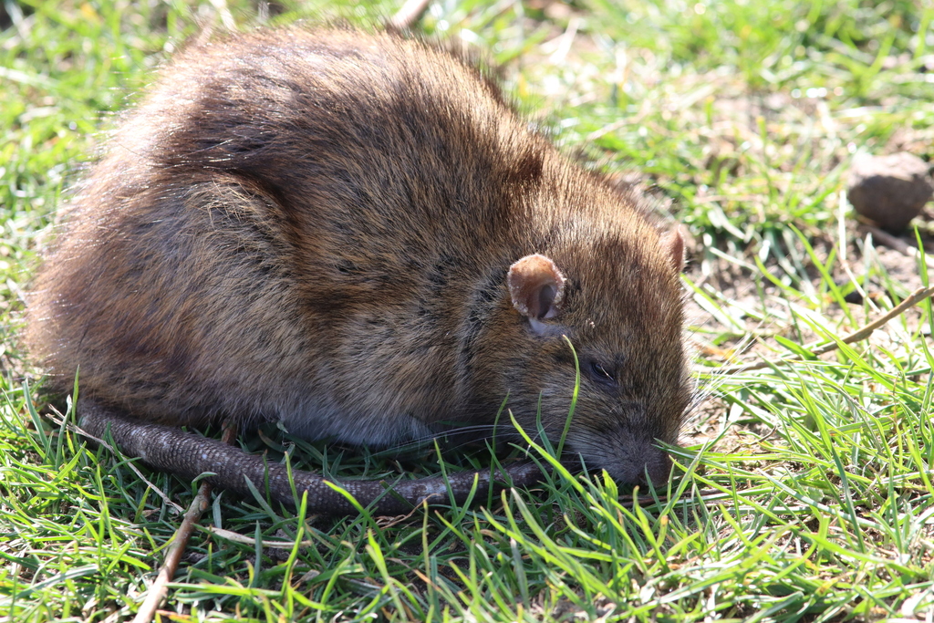 Brown Rat from Anna Paulowna, Netherlands on March 15, 2024 at 02:18 PM ...