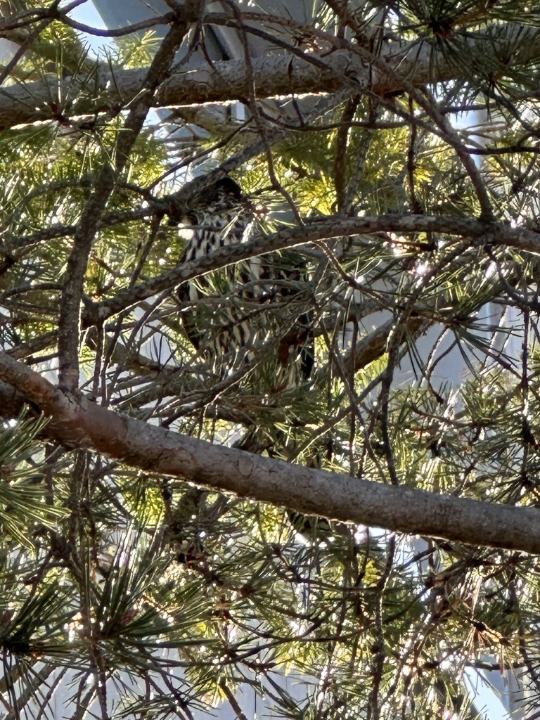 Merlin from Michigan Technological University, Houghton, MI, US on ...