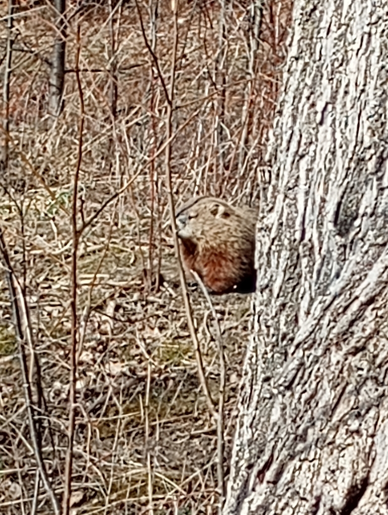 Groundhog from Montréal, QC H1X 2B1, Canada on March 14, 2024 at 01:04 ...