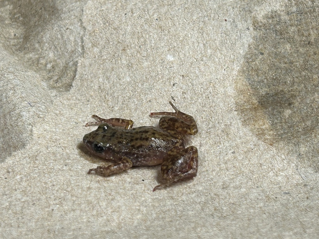 Rio Grande Chirping Frog from The University of Texas, Austin, TX, US ...