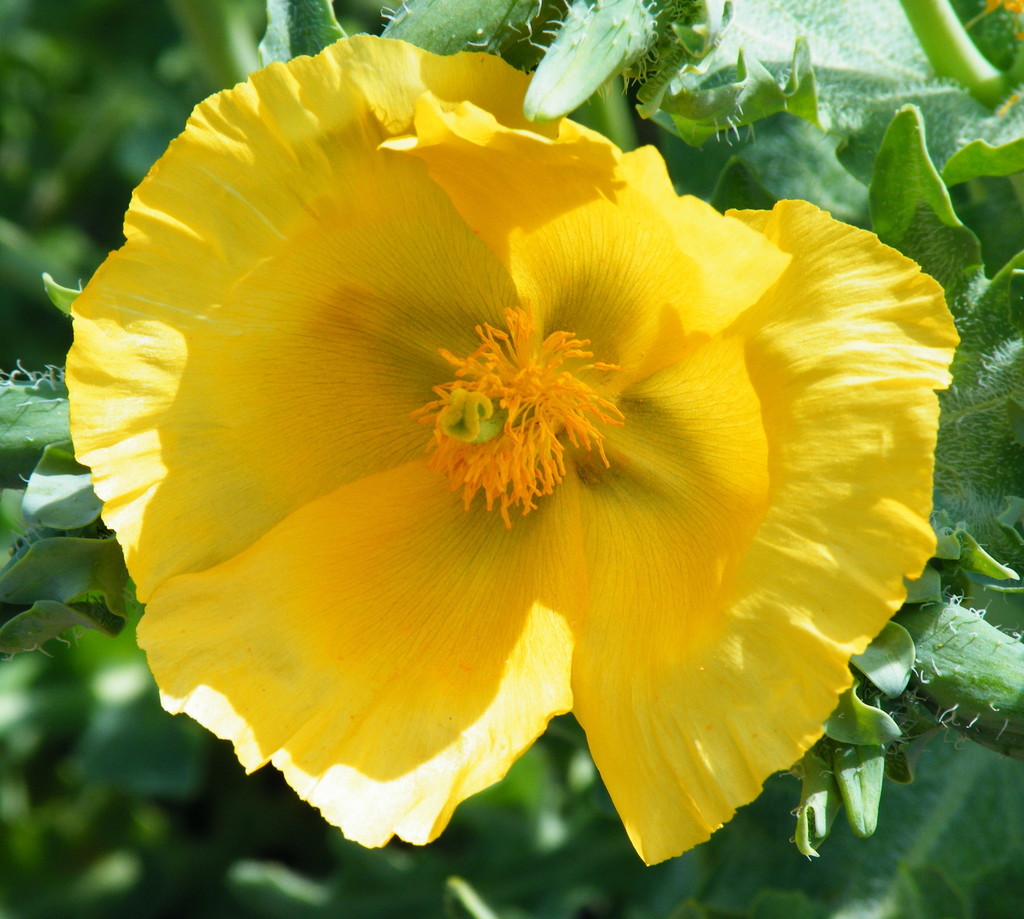 Yellow Horned Poppy (Invasive Plants of Massachusetts) · iNaturalist