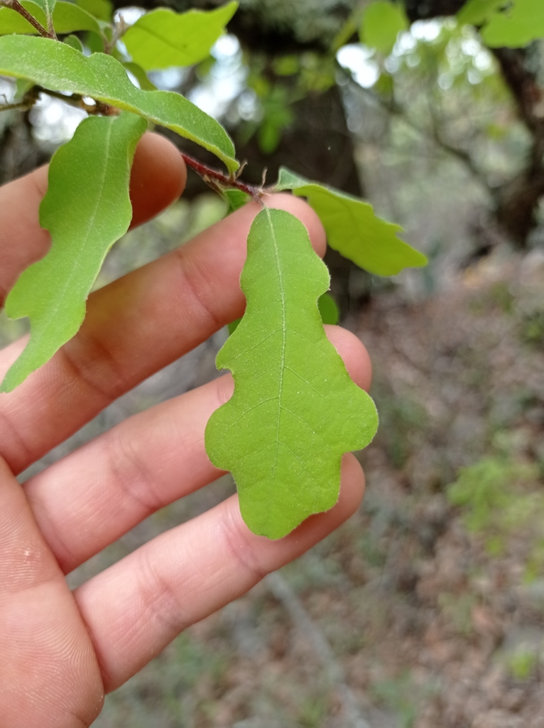 Lacey Oak from 66279 N.L., México on March 14, 2024 at 12:23 PM by Pepe ...