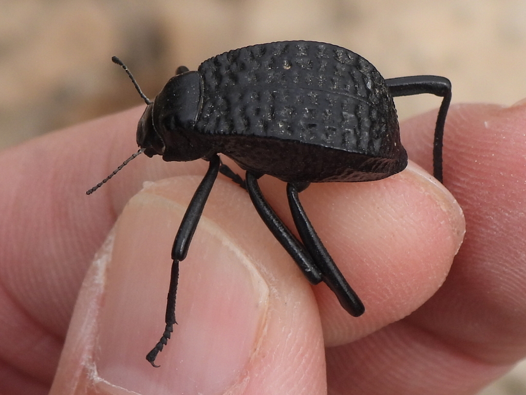 Pitted Beetle from Gharb Al Dhahran, Dhahran Saudi Arabia on March 3 ...