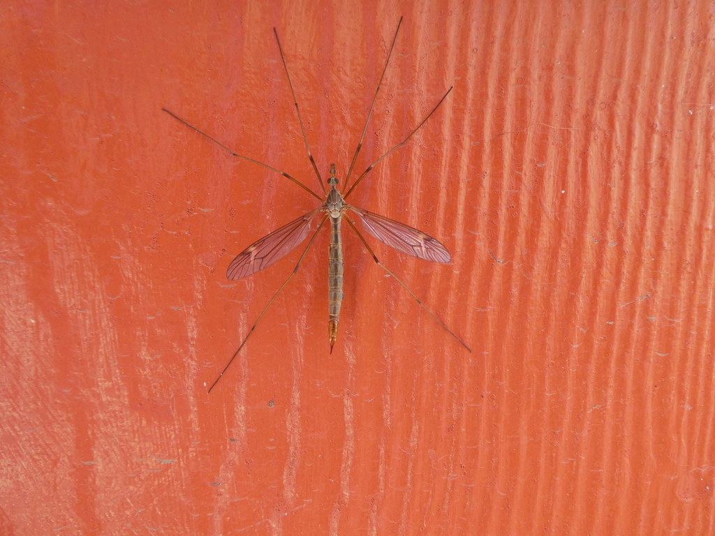 Crane Flies from Kimble County, TX, USA on March 14, 2024 at 02:59 PM ...