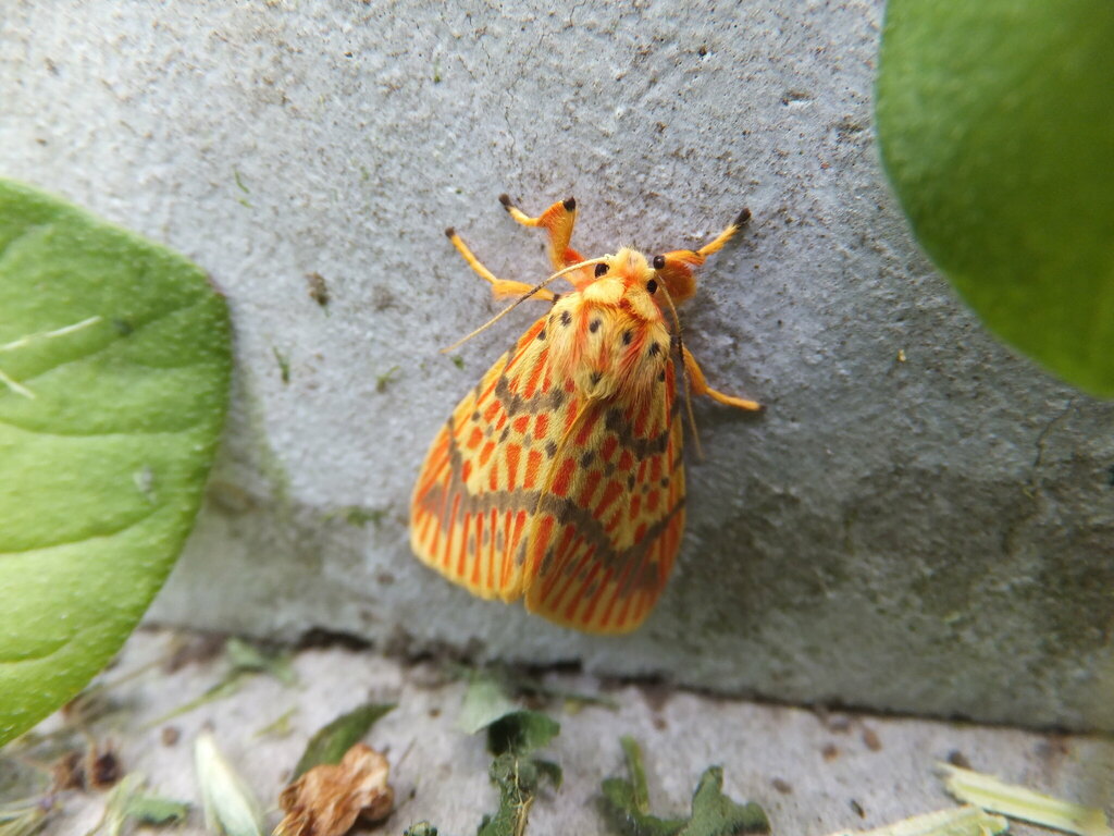 Barsine striata from 日本、〒113-0032 東京都文京区弥生 on May 28, 2013 at 12:27 PM ...