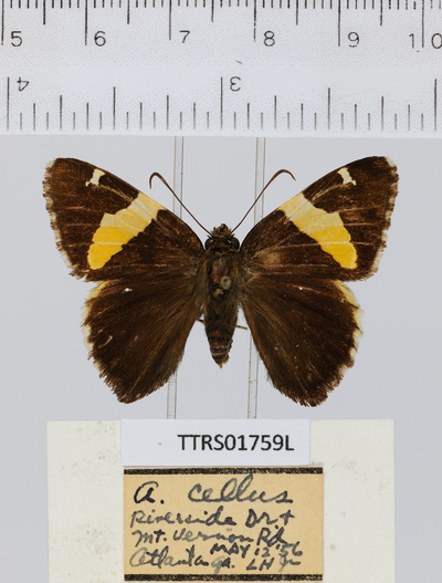 Golden-banded Skipper (Butterflies of Alabama) · iNaturalist