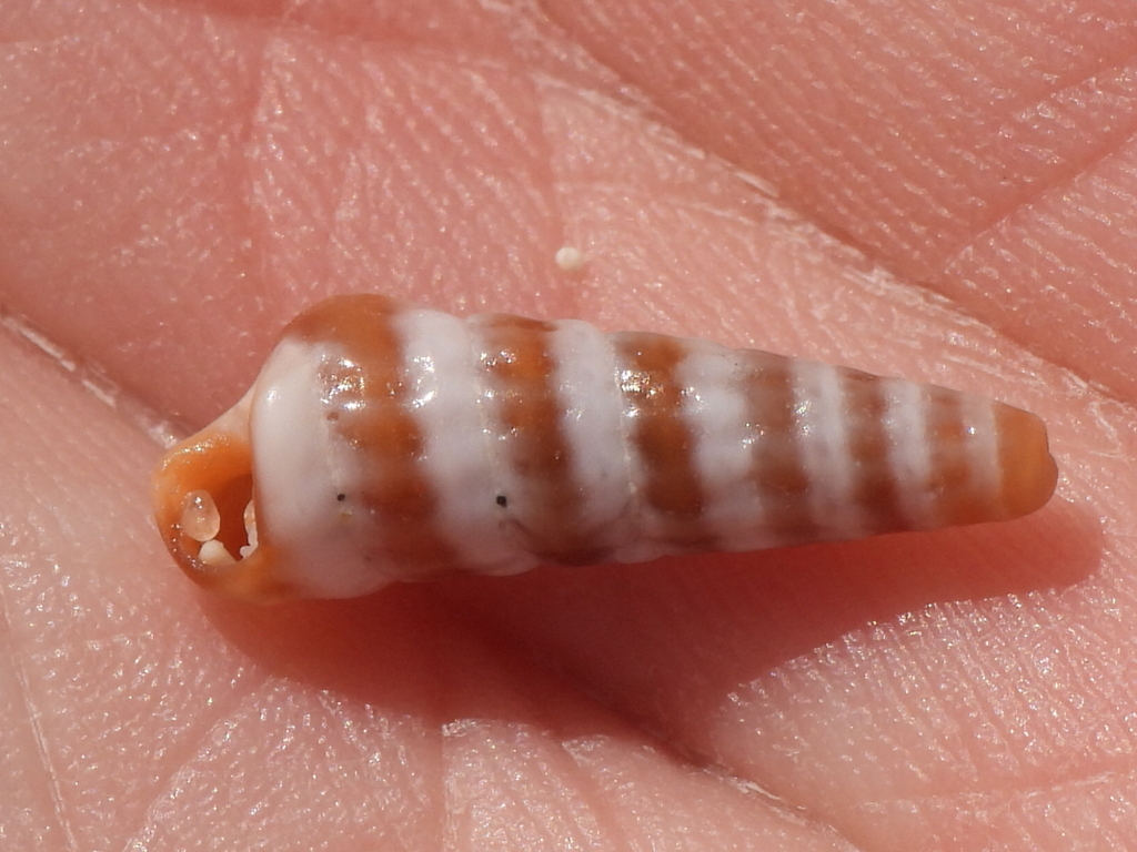Pirenella conica from Najmah, Ras Tanura Saudi Arabia on March 1, 2024 at 12:02 PM by Sam ...