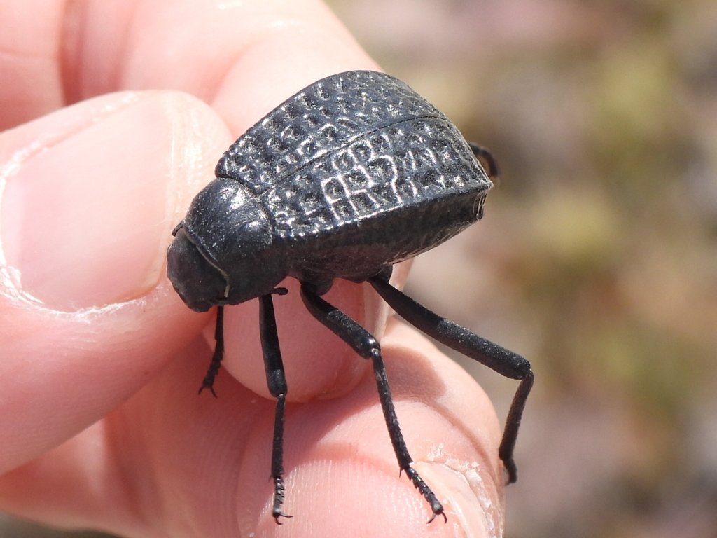 Pitted Beetle from Najmah, Ras Tanura Saudi Arabia on March 1, 2024 at ...