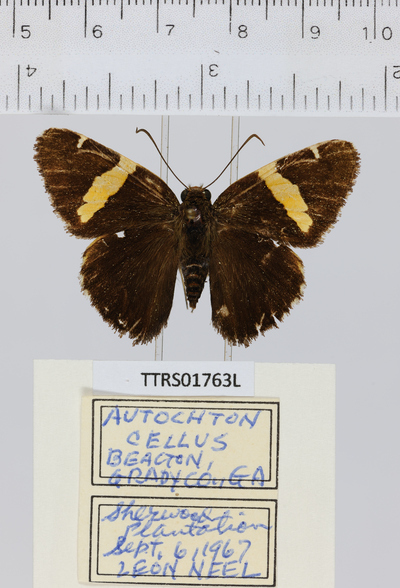 Golden-banded Skipper (Butterflies of Alabama) · iNaturalist