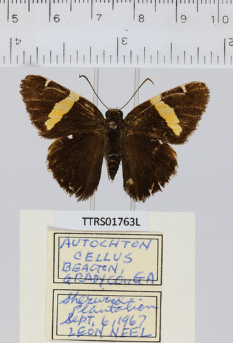 Golden-banded Skipper (Butterflies of Alabama) · iNaturalist