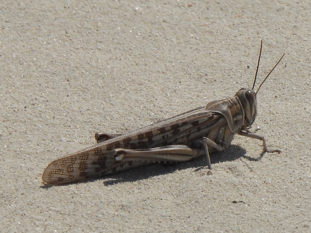 Desert Locust from Najmah, Ras Tanura Saudi Arabia on March 1, 2024 at ...